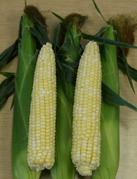 Rispens Seeds Highlights Its Latest Vegetable Varieties - Growing Produce