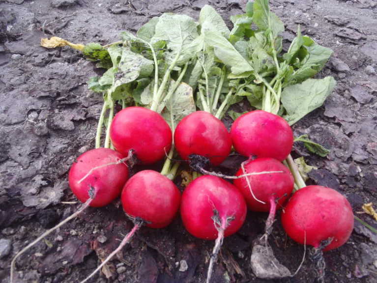 Rispens Seeds Highlights Its Latest Vegetable Varieties - Growing Produce