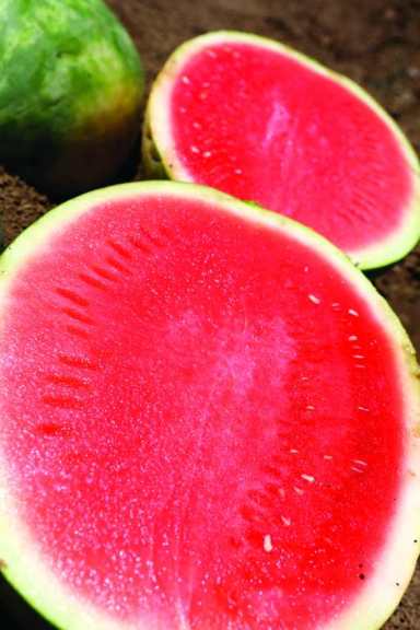 10 Top Performing Watermelon Varieties - Growing Produce