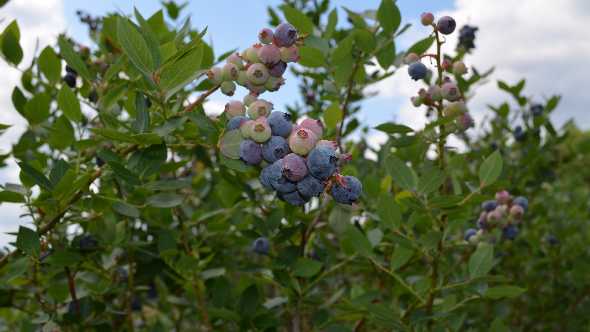 Florida Blueberry Growers Exploring Evergreen Varieties - Growing Produce