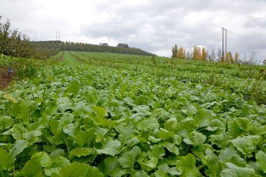Maximize Produce Profits By Focusing On Soil Health - Growing Produce