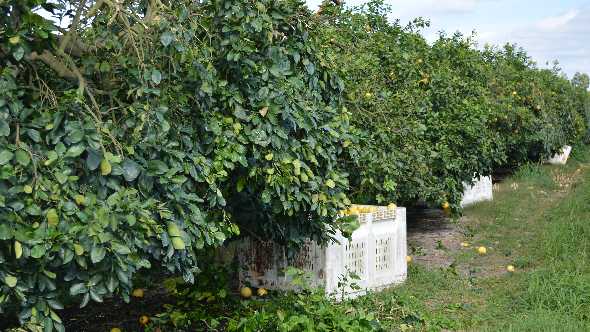 Where Have All the Florida Grapefruit Gone? - Growing Produce