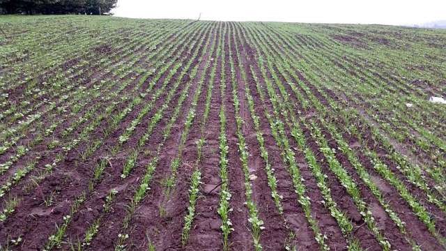 Maximize Produce Profits By Focusing On Soil Health - Growing Produce