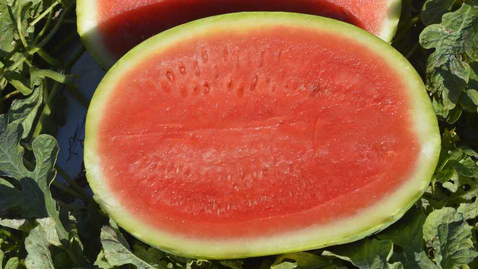 6 Juicy Watermelon Varieties For Florida Growers - Growing Produce
