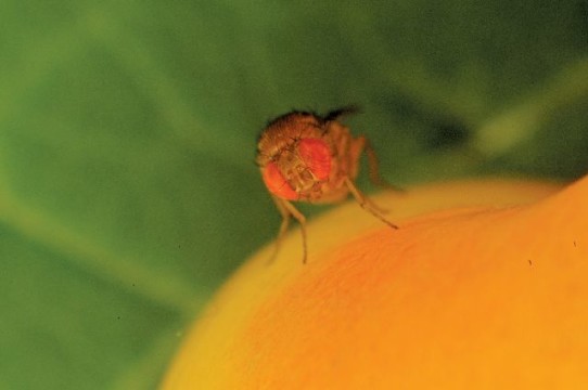 Spotted Wing Drosophila: Small Fly - Big Problem - Growing Produce