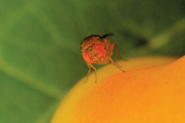 New Research Shows Spotted Wing Drosophila Repellent Naturally Produced ...