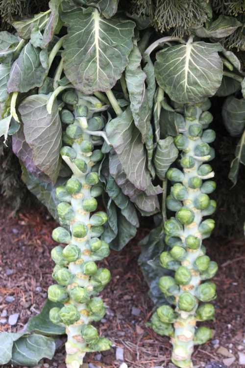 10 Cole Crop Varieties For 2015 - Growing Produce