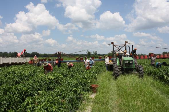 Labor Update: The Battle To Harvest - Growing Produce