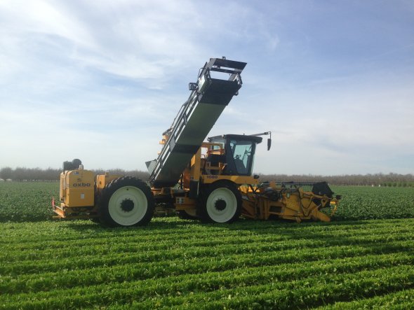 Harvest Trends: More Mechanization Needed For Vegetable Growers ...