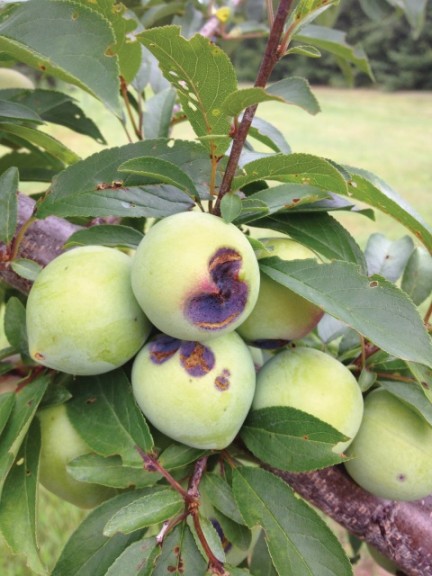 How To Keep Your Stone Fruit From Being “Xapped” By Bacterial Spot ...