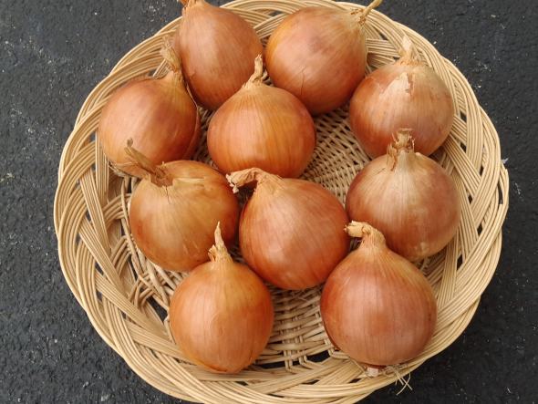 11 Onions You Need To Know - Growing Produce