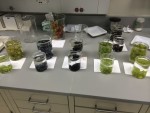 A Closer Look At Grape Splitting - Growing Produce