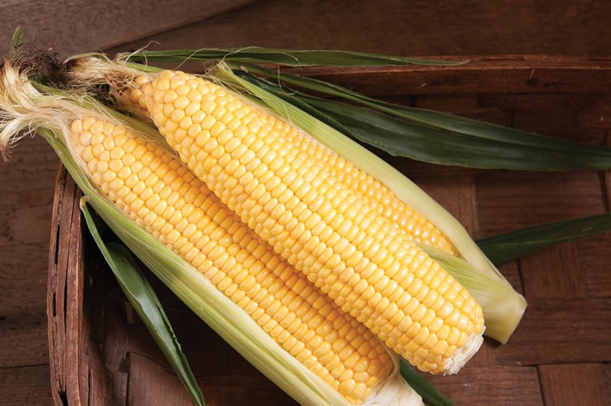 Johnny's Selected Seeds 2015 Vegetable Variety Showcase - Growing Produce