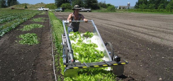 Lettuce Harvesting Equipment Hortech, Model Ventum For Vegetable
