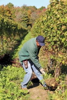 Bending Down Vines Helps Young Growth Survive Sub-Zero Temperatures ...