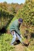 Bending Down Vines Helps Young Growth Survive Sub-Zero Temperatures ...