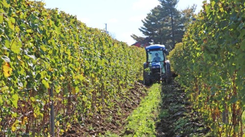 Bending Down Vines Helps Young Growth Survive Sub-Zero Temperatures ...