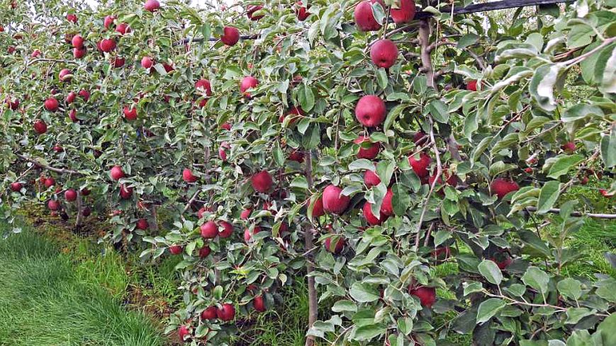 Washington Apple Harvest Forecast: The New Normal - Growing Produce