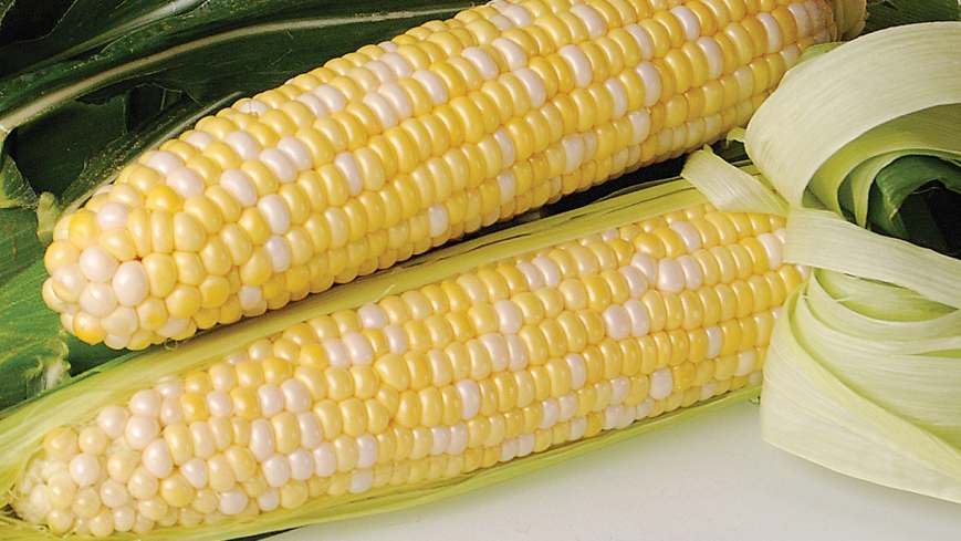 11 Top-Notch Sweet Corn Varieties For 2016 - Growing Produce