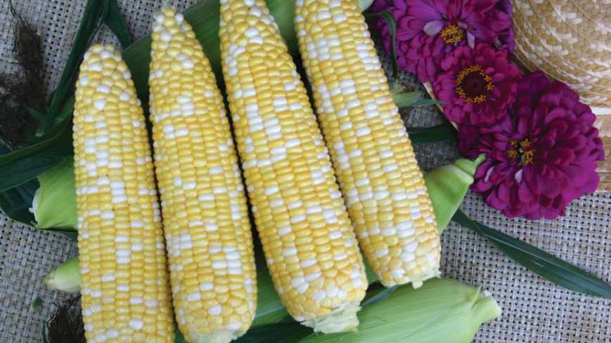 11 Top-Notch Sweet Corn Varieties For 2016 - Growing Produce