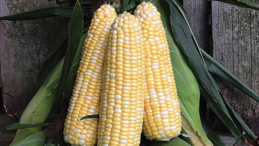 11 Top-Notch Sweet Corn Varieties For 2016 - Growing Produce