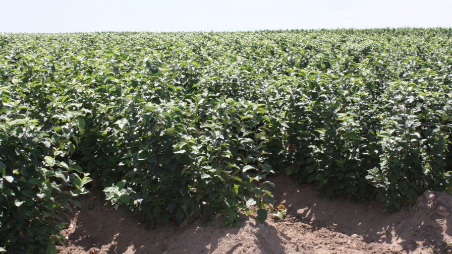 How Rootstock Demand Is Outpacing Availability - Growing Produce