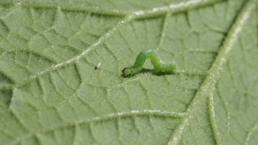 Take Control Of Your Melon Pests - Growing Produce