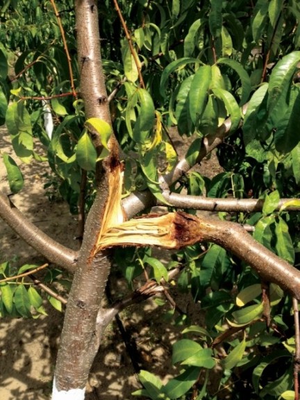 How To Avoid Pitfalls In Peach Tree Training - Growing Produce