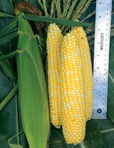 22 Sweet Corn Varieties You Need To Know - Growing Produce