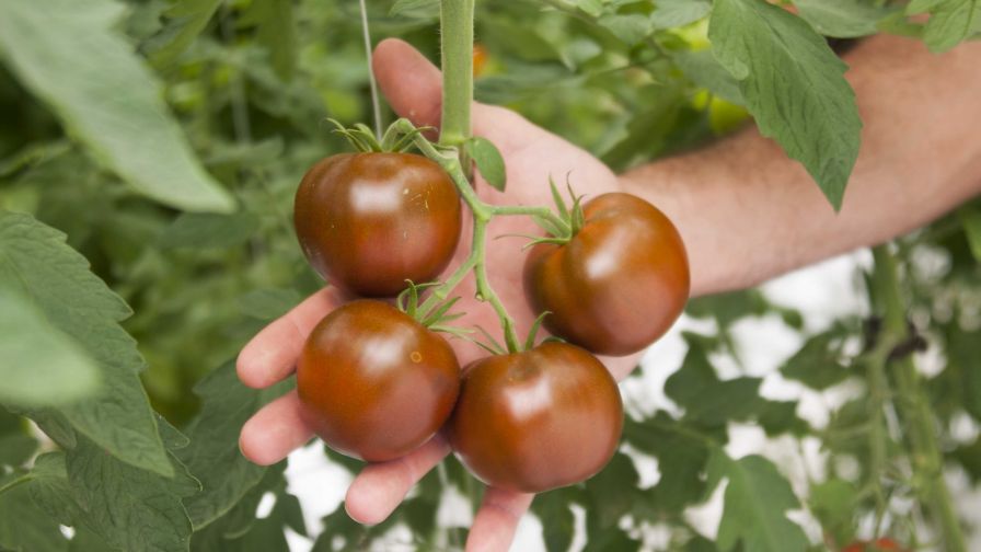 10 Tomato Varieties You Need To Know - Growing Produce