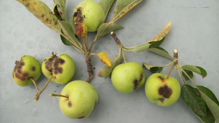 Apple Infection Risk High at Tight Cluster - Growing Produce
