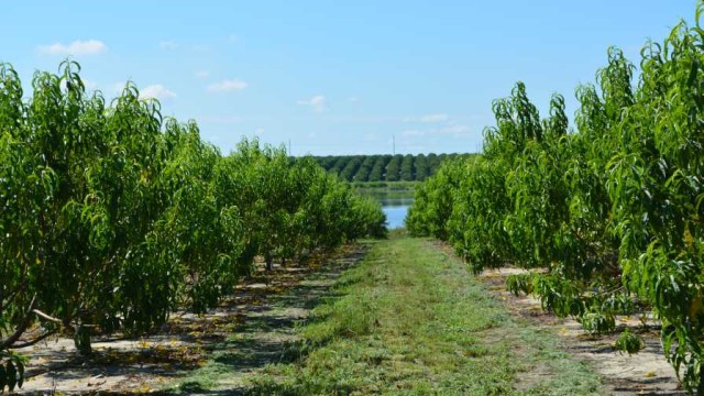 Fleshing Out The State Of The Florida Peach - Growing Produce