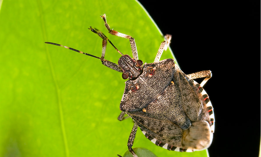 Brown Marmorated Stink Bug Makes Way to Florida - Growing Produce
