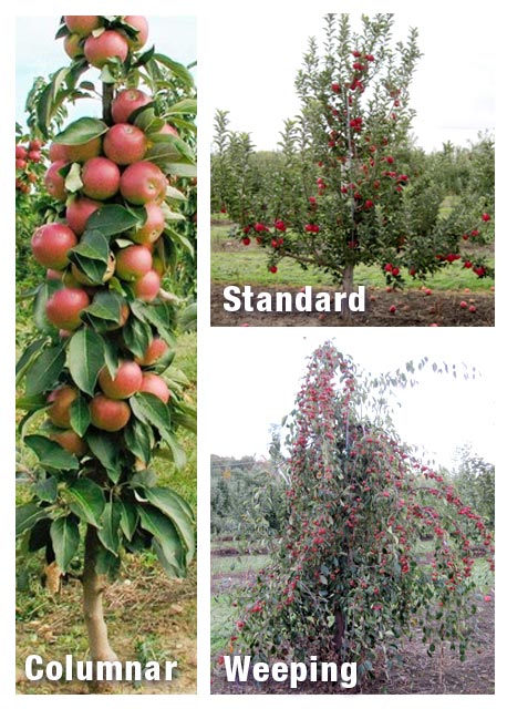 Biotechnology Aids Orchard Management - Growing Produce