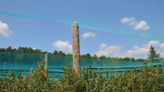 Bird Damage Plagues Most Fruit Growers - Growing Produce