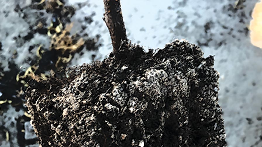Tips For Late-Planting Potted Almond Trees - Growing Produce