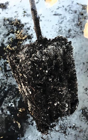 Tips For Late-Planting Potted Almond Trees - Growing Produce