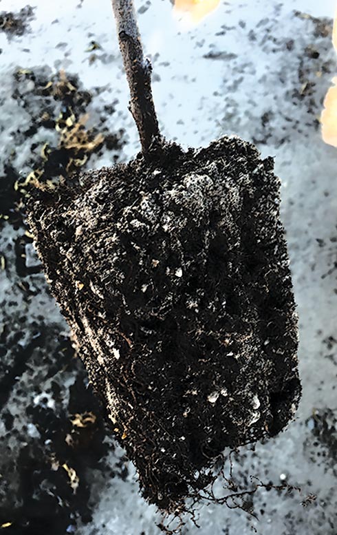 Tips For Late-Planting Potted Almond Trees - Growing Produce
