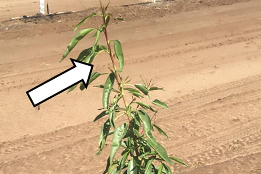 Tips For Late-Planting Potted Almond Trees - Growing Produce