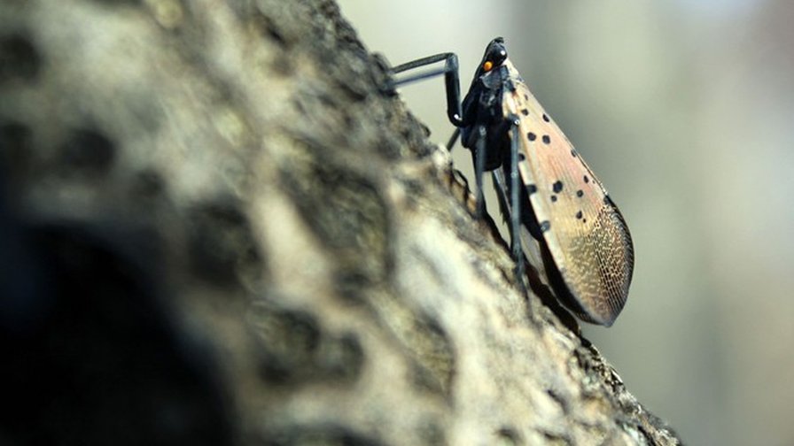 Pennsylvania State Insect Spotted Lanternfly A New Grape Threat