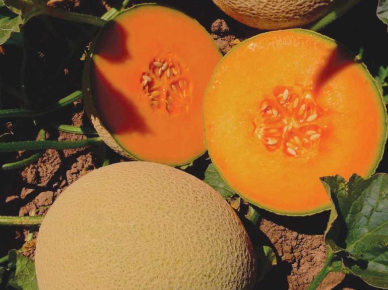 10 Cantaloupe And Melon Varieties You Need To Know - Growing Produce