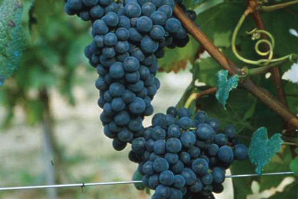 Looking To Italy For New Winegrape Varieties - Growing Produce