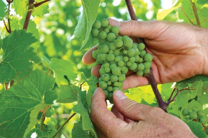 Where Site And Growing System Meet In The Vineyard - Growing Produce