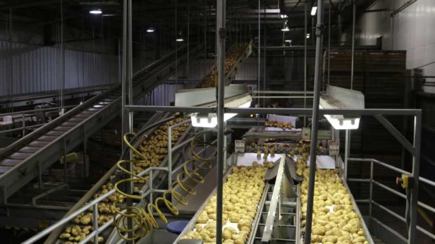 NPC Hosts USDA On A Tour Of Sterman Masser Potato Farms - Growing Produce