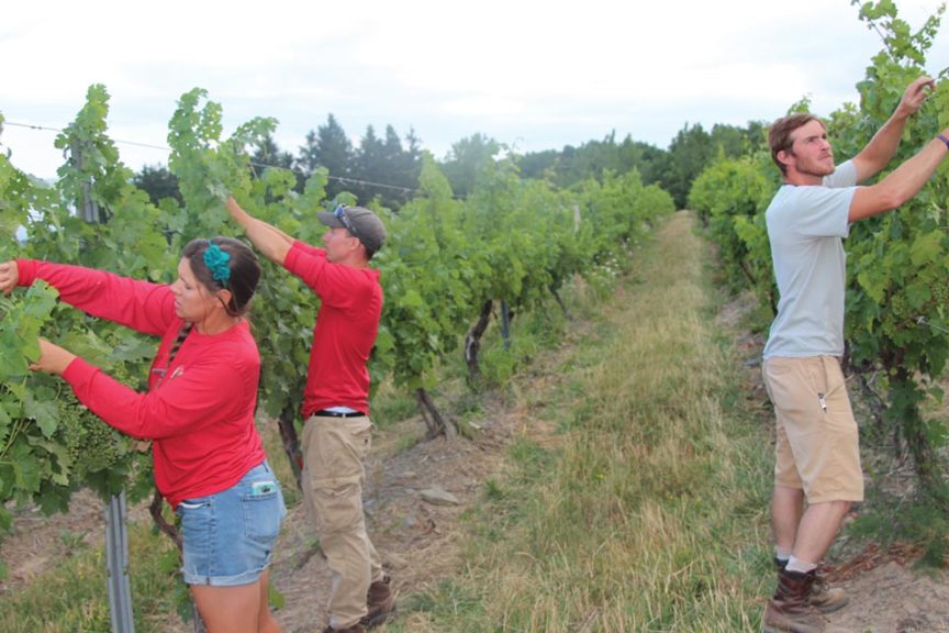 Vinifera Finds A Home In The Finger Lakes - Growing Produce