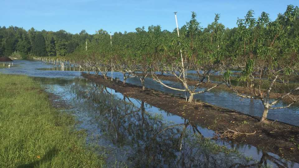 Flood-Proof Peach Rootstocks Could Help Growers Set New Watermark ...