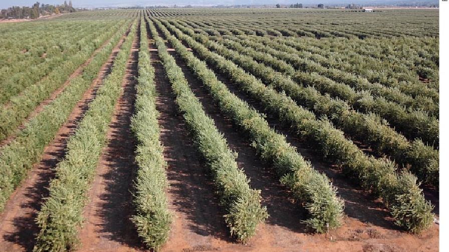 California Olive Oil Producers Extend Standards - Growing Produce
