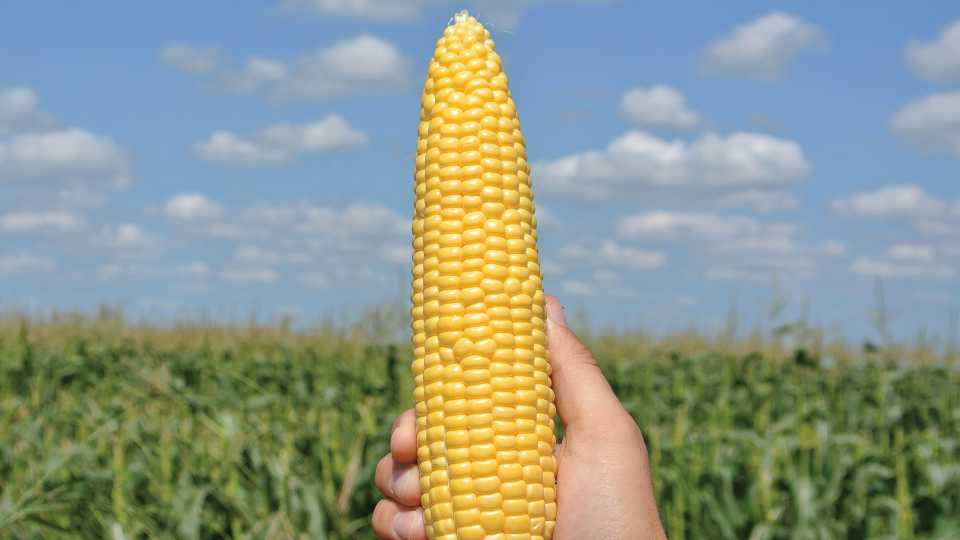 12 Sweet Corn Varieties Florida Growers Can Count On - Growing Produce