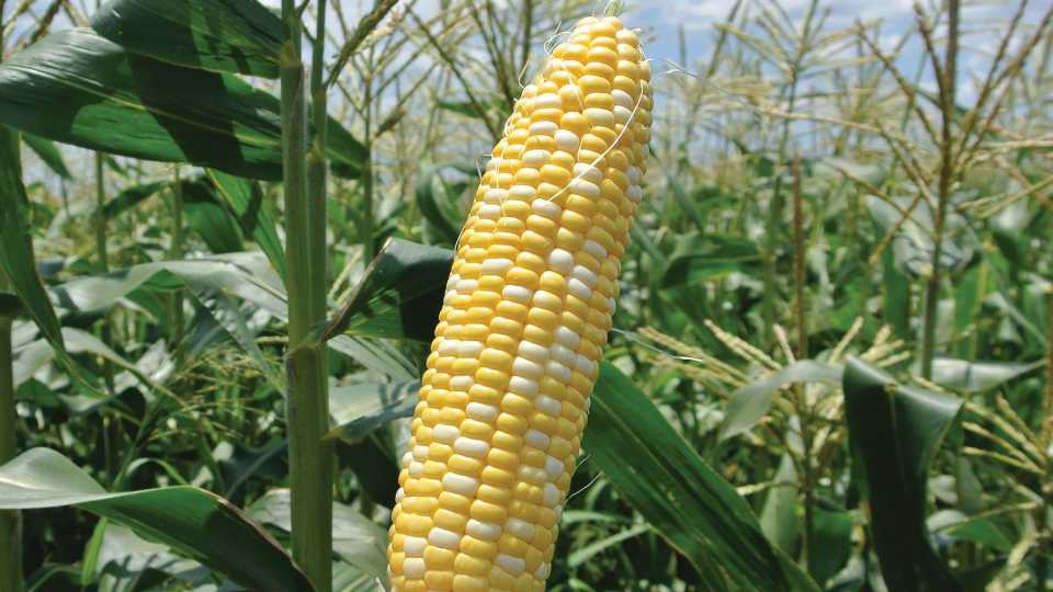 12 Sweet Corn Varieties Florida Growers Can Count On - Growing Produce