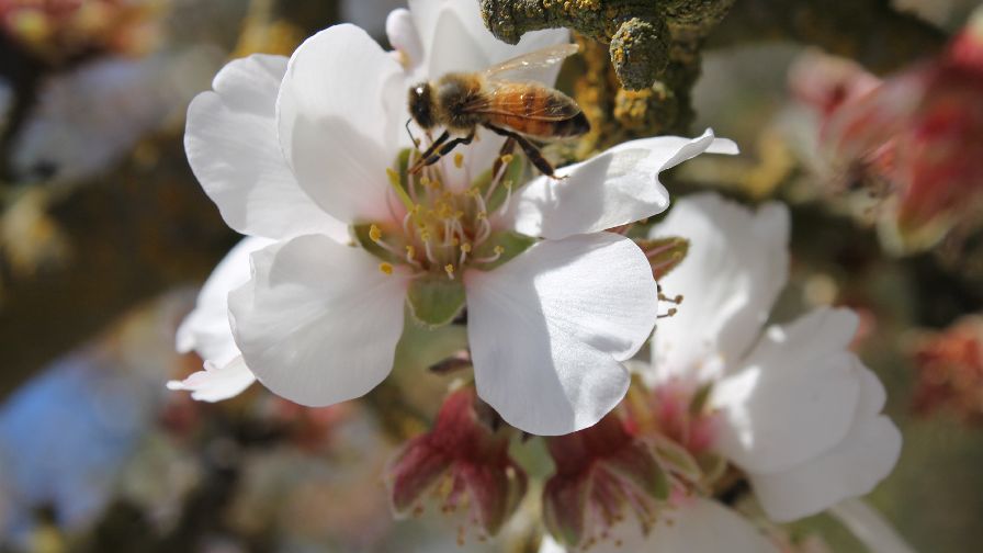 First Annual Bee Forage Tour To Plant 50 Million Wildflower Seeds ...